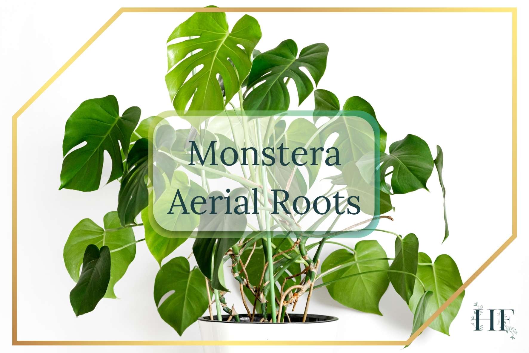 Monstera Aerial Roots - 11 Frequent Asked Questions Answered