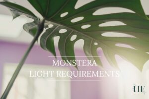Monstera Light Requirements - How Much Does It Need?
