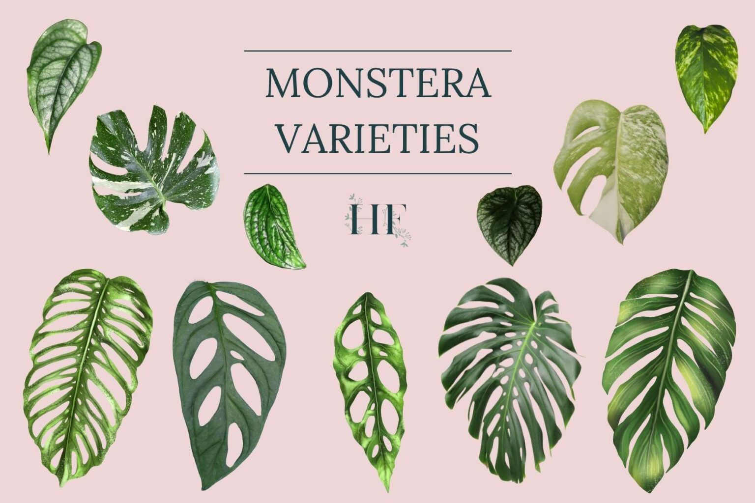 The Ultimate Guide to Monstera Varieties (22 Types)
